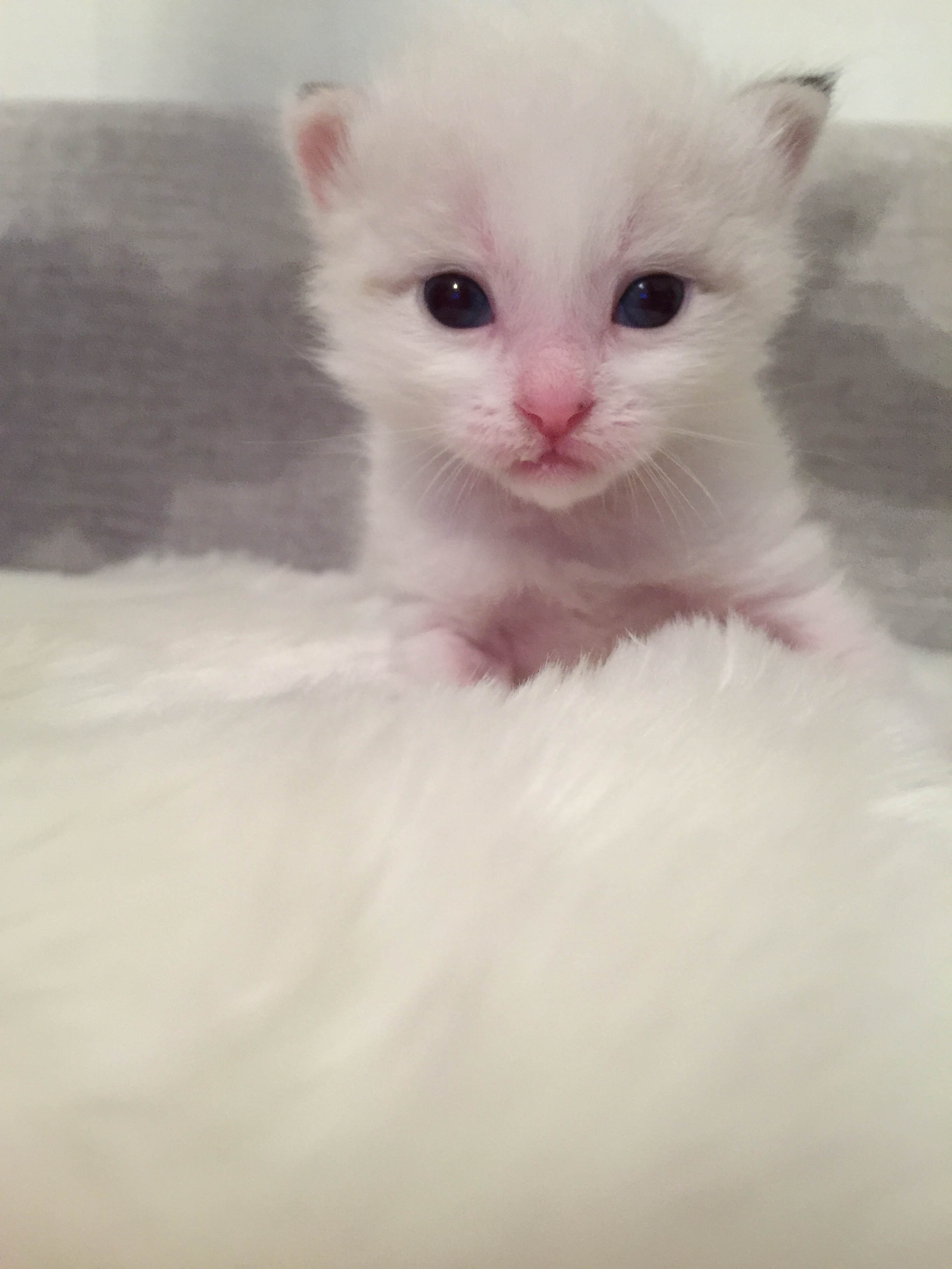 Alvin | Cassy´s Angels