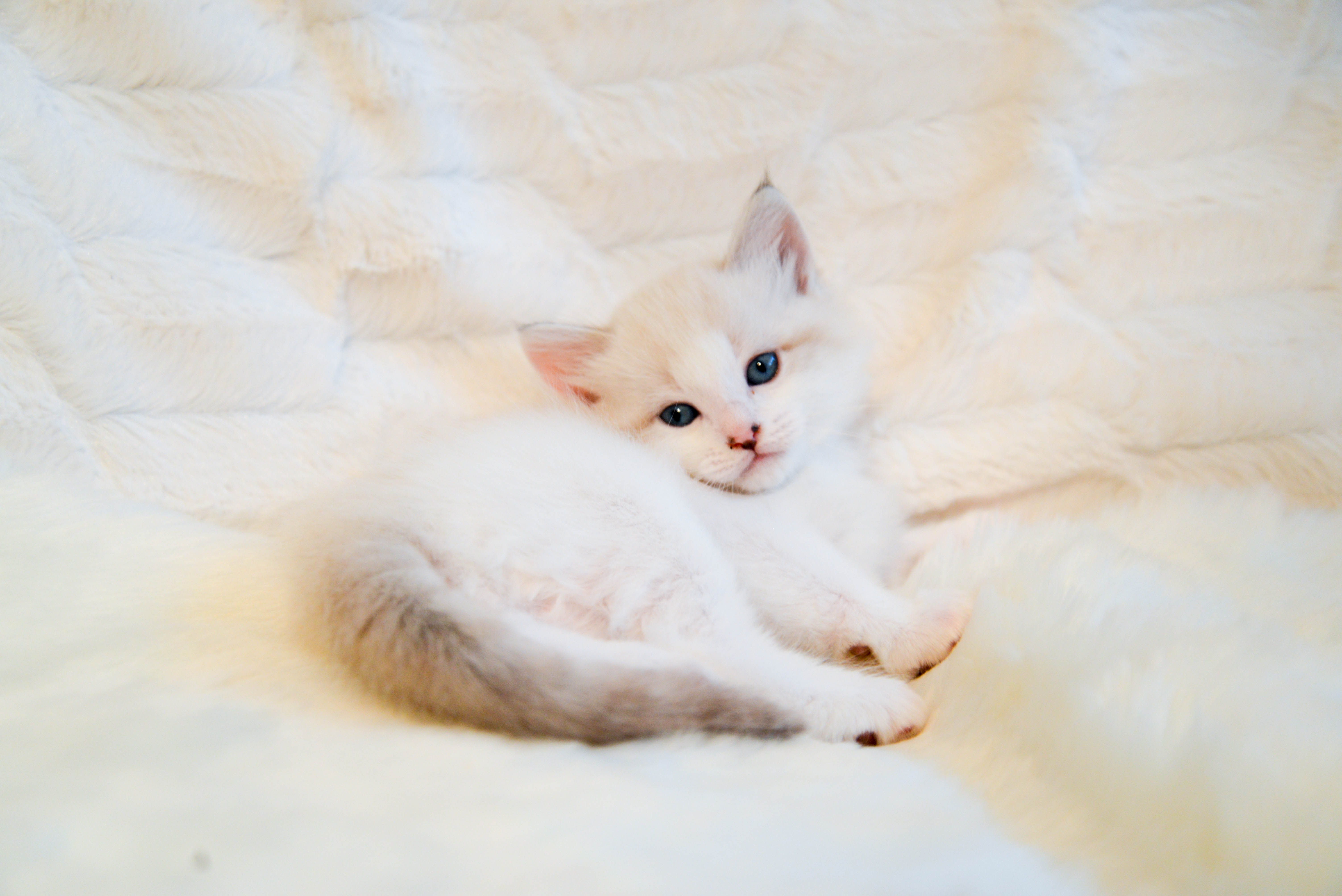 Alvin | Cassy´s Angels