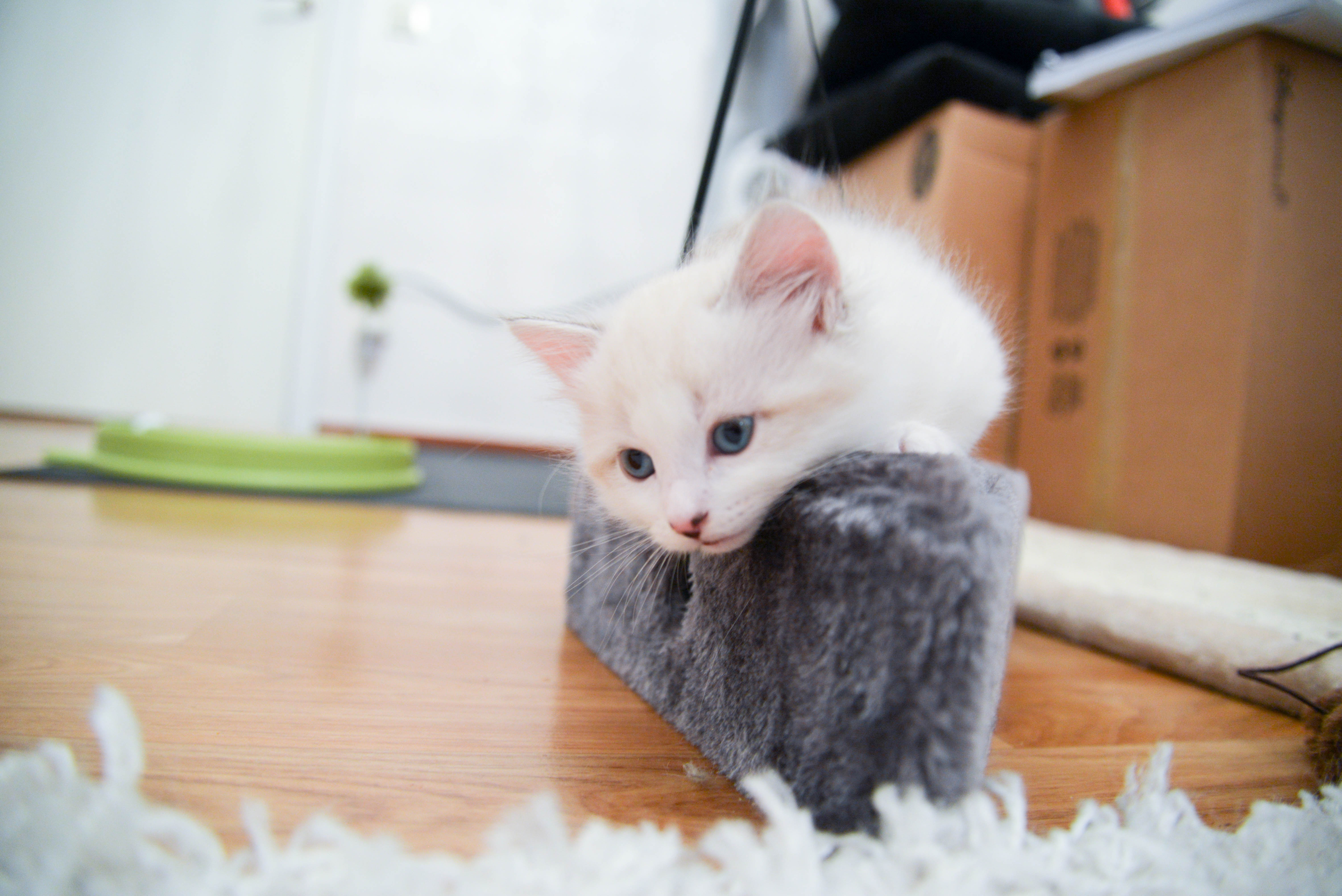 Alvin | Cassy´s Angels