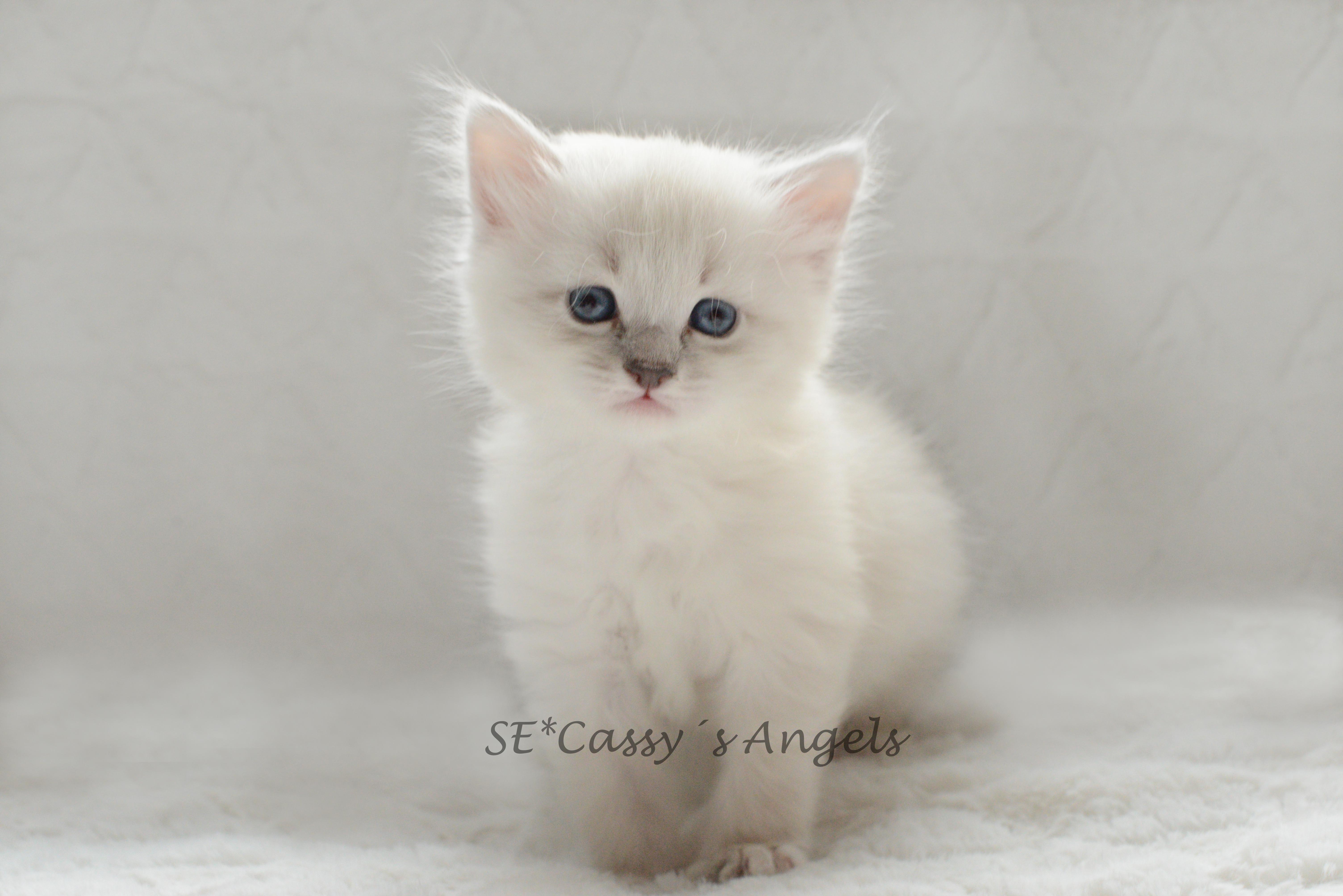 Fenix | Cassy´s Angels