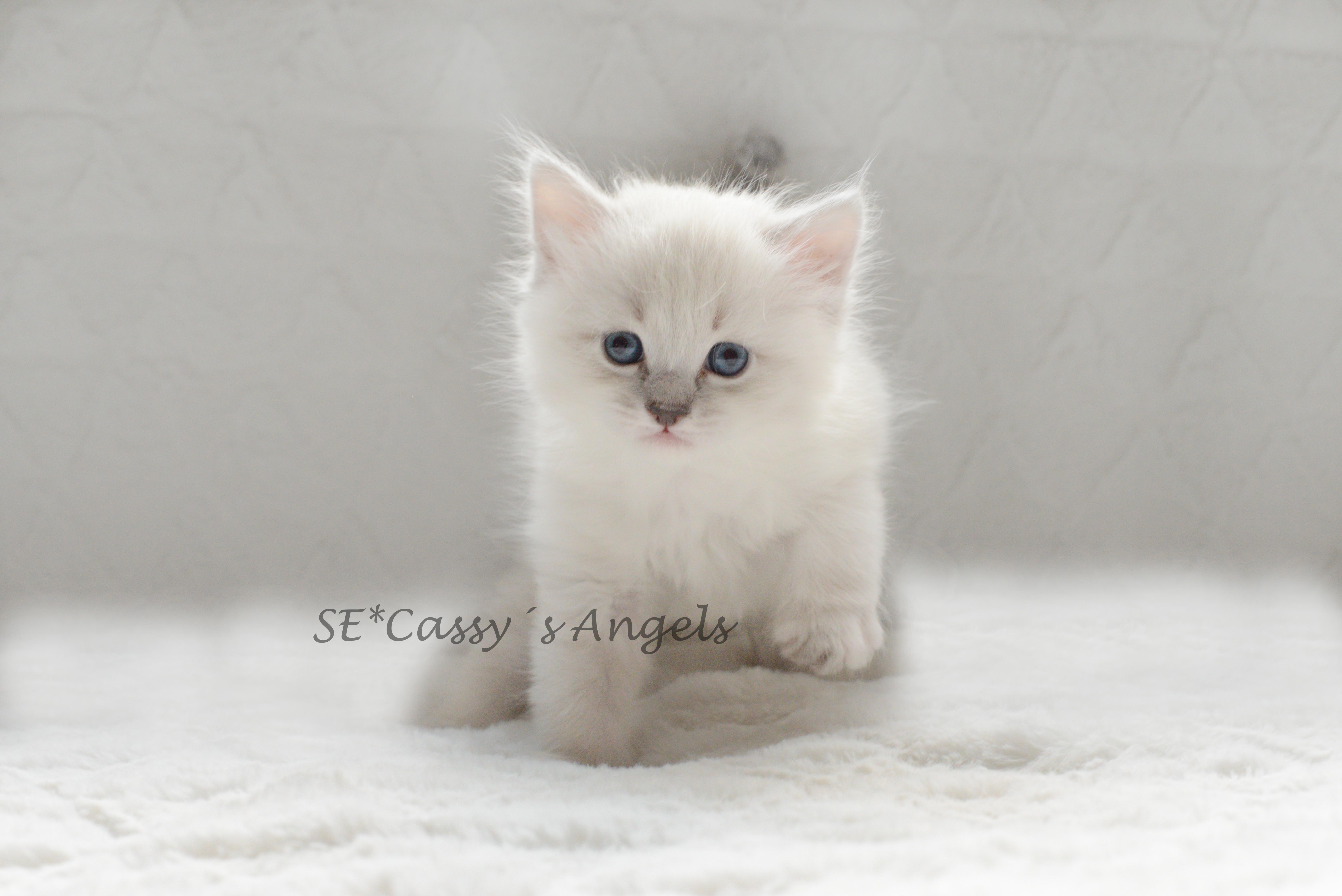 Fenix | Cassy´s Angels