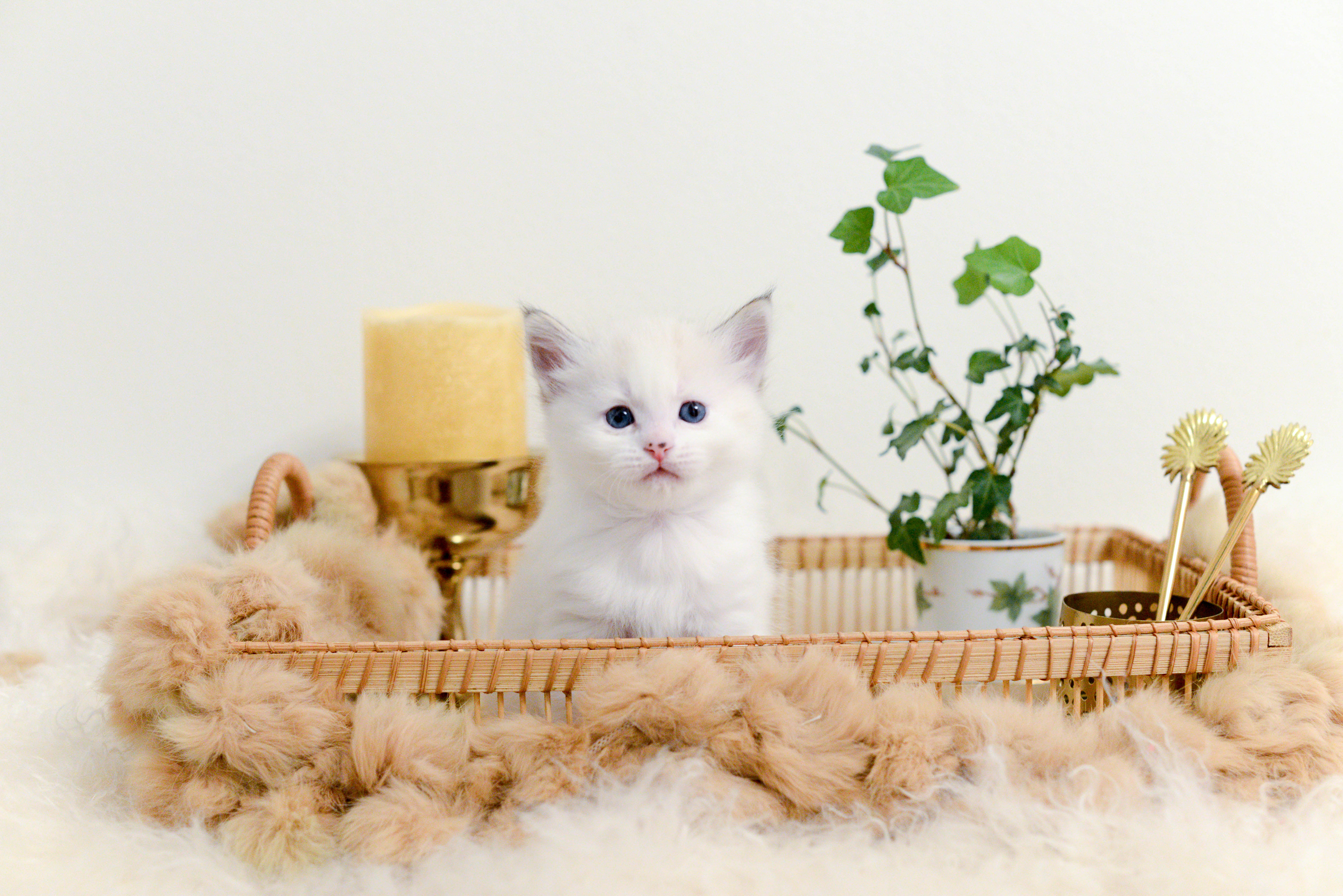 Haiya | Cassy´s Angels