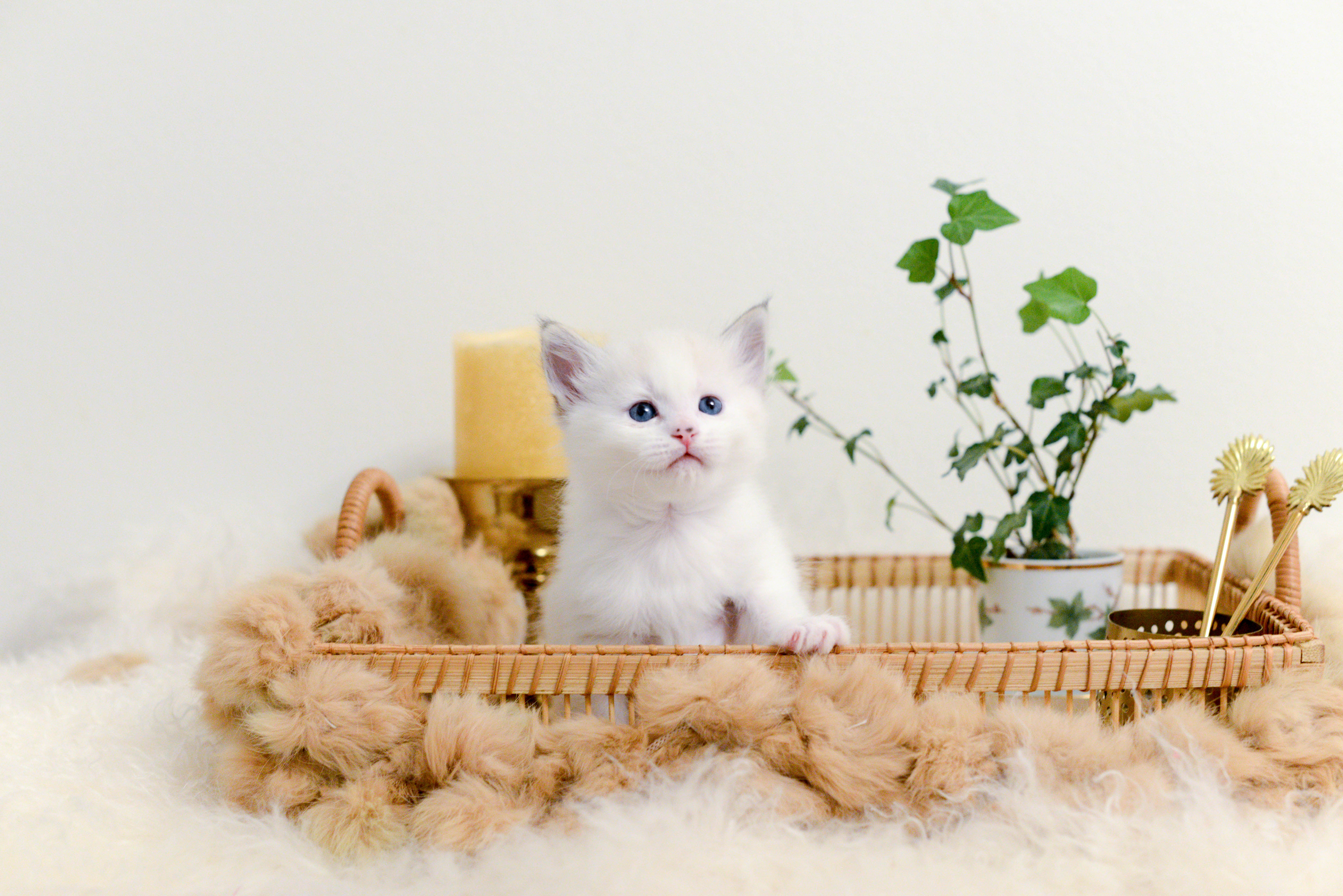 Haiya | Cassy´s Angels