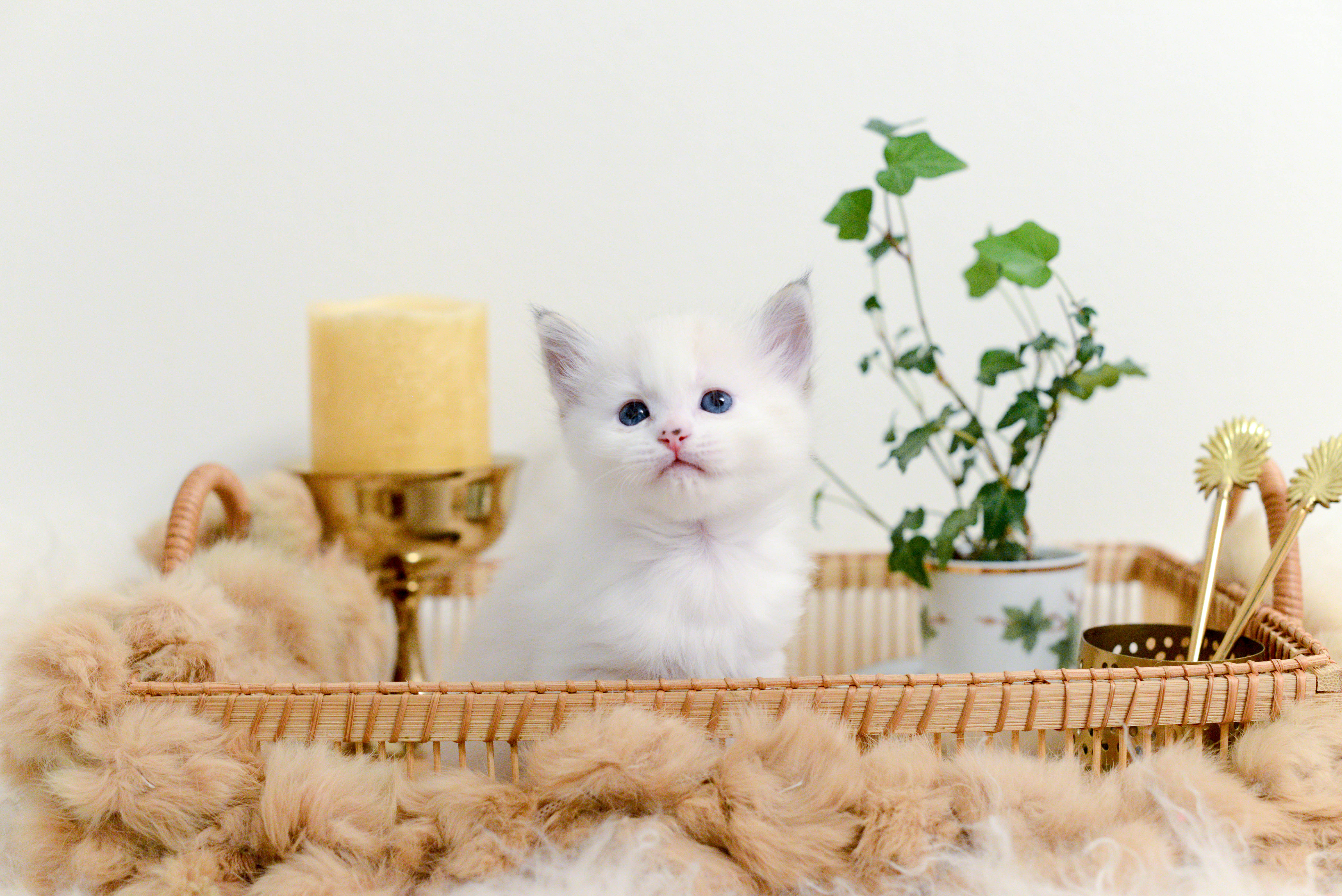 Haiya | Cassy´s Angels