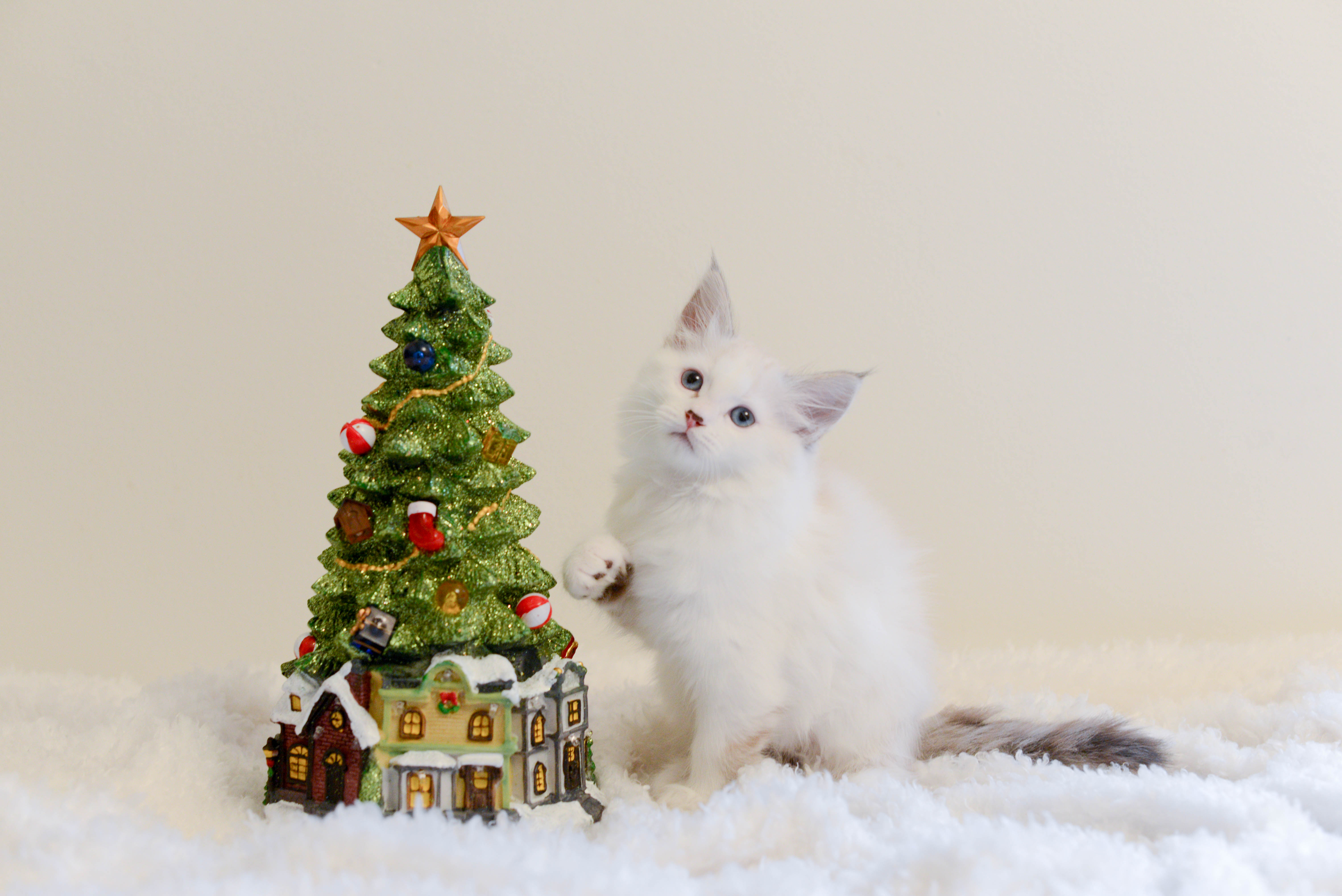 Haiya | Cassy´s Angels